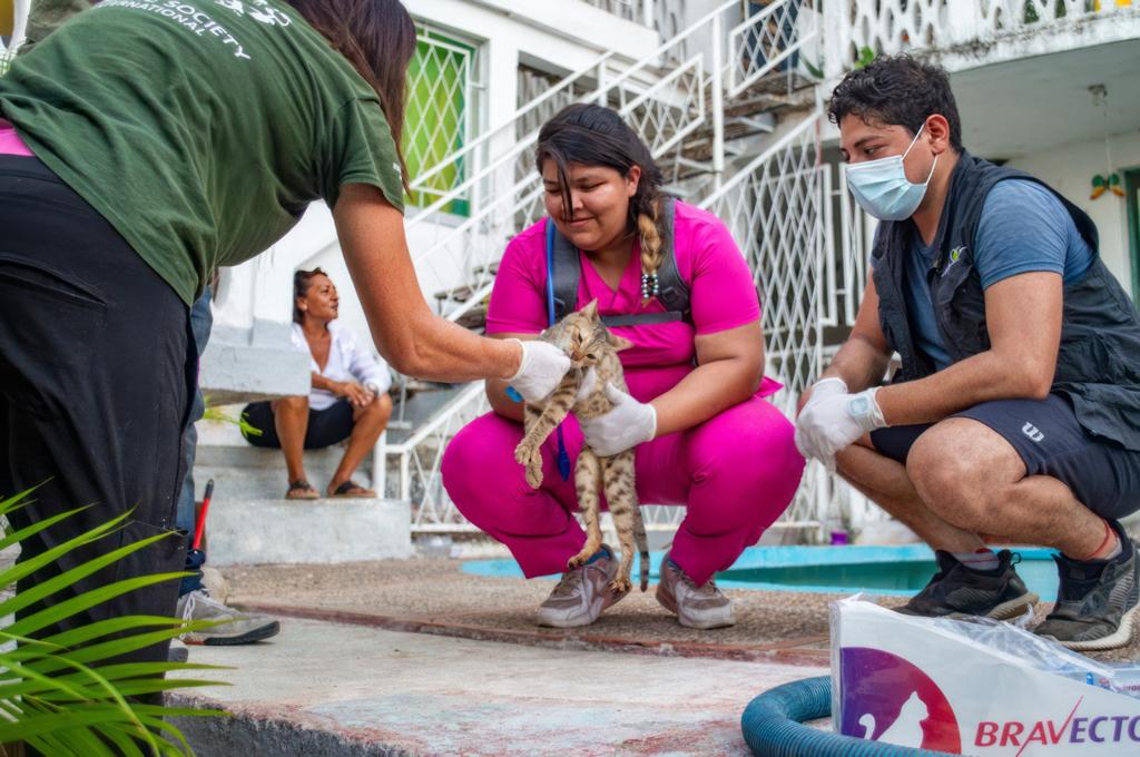 Atiende CAAM El Marqués a mascotas en Acapulco tras el paso de Otis Atiende CAAM El Marqués a mascotas en Acapulco tras el paso de Otis